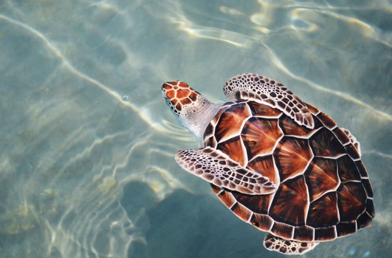 กิจกรรมปล่อยเต่าคืนสู่ทะเล - Eventcation.com